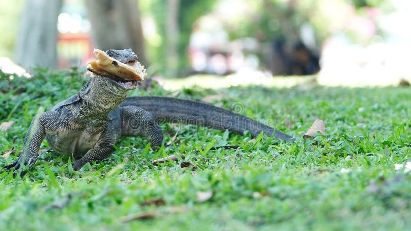 A Monitor Lizard is Eating a Piece of Food Stock Image - Image of ...
