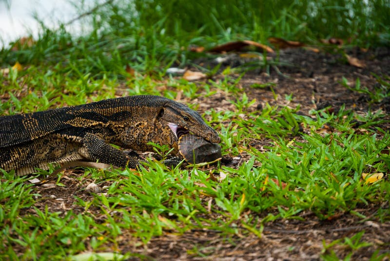 Monitor Lizard Eating Turtle, Medium, Lumphini Stock Photo - Image of ...