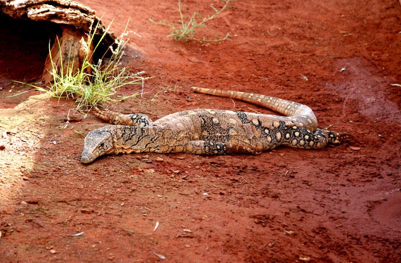 Monitor Lizard / Goannas Australia Stock Photo - Image of guts, forage ...