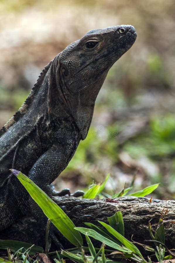 Monitor lizard in grass stock photo. Image of dragon - 58734192
