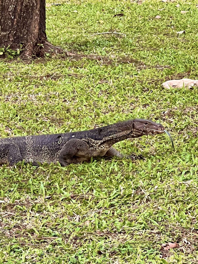 Monitor Lizards stock photo. Image of nature, lawn, reptile - 239165118