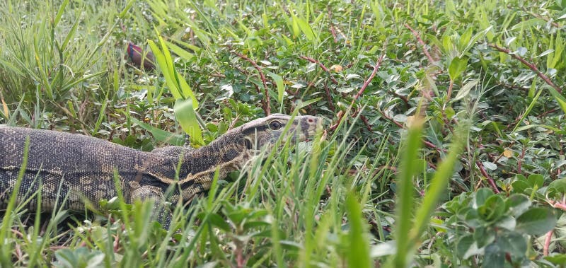 Monitor Lizard on Grass Hunting Birds Stock Image - Image of grass ...