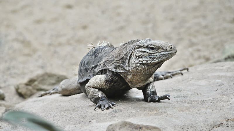 Monitor Lizard at Bandung Zoo Stock Video - Video of asian, dinosaur ...