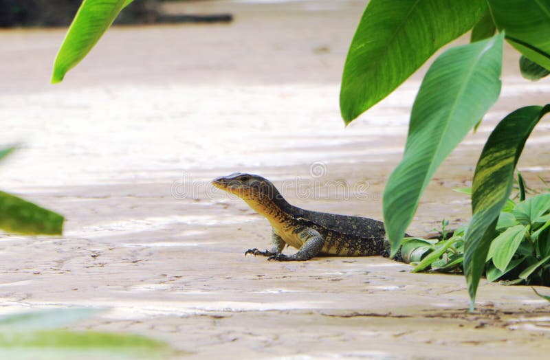 Monitor Lizard on the Ground Stock Photo - Image of head, creature ...