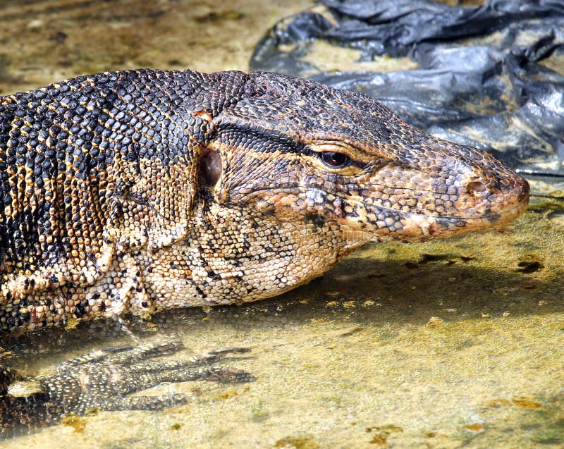 Monitor lizard head stock image. Image of snake, monitor - 47362453