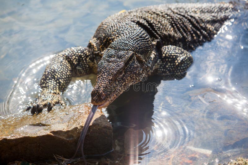 Monitor lizard stock photo. Image of closeup, park, national - 76560930