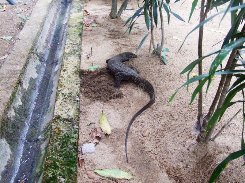 Monitor Lizard is Hunting Ants Stock Image - Image of malaysia, tail ...