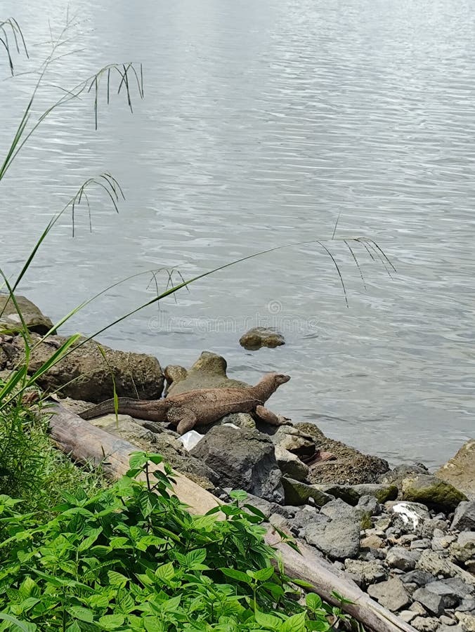 Monitor Lizard on Hunting Mode Stock Photo - Image of lovenature ...