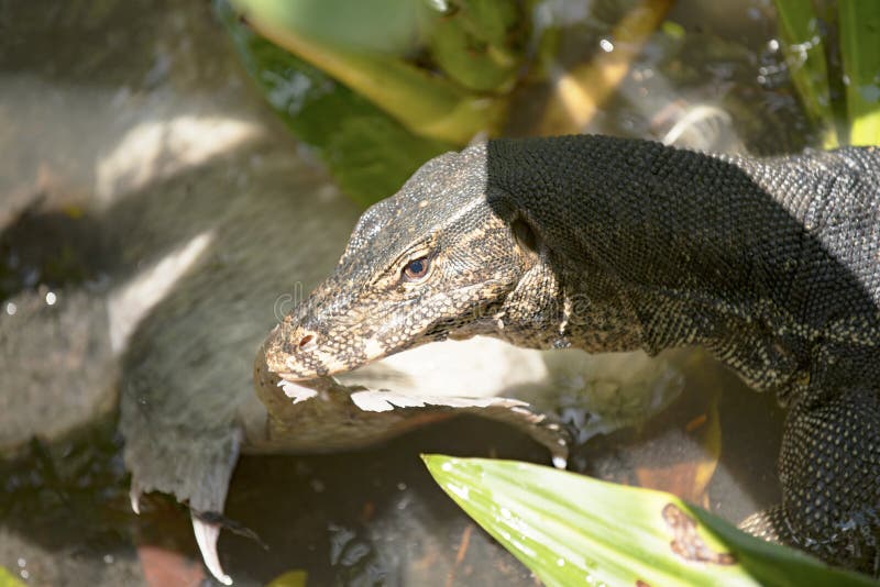 Monitor Lizard Hunts Fish in Fresh Water Stock Image - Image of ...