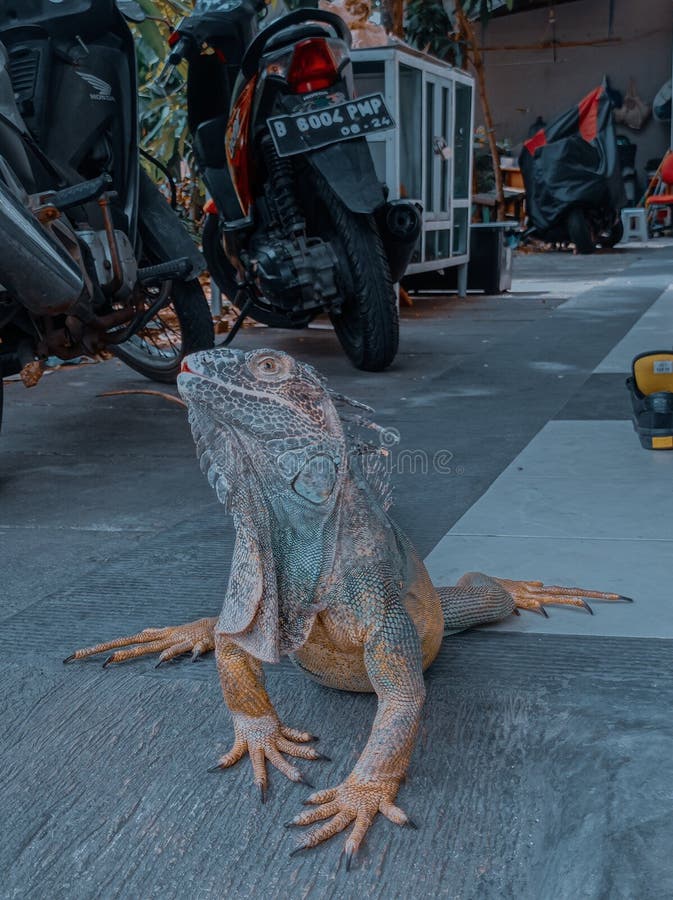 Monitor Lizard from Indonesia Editorial Stock Photo - Image of cool ...