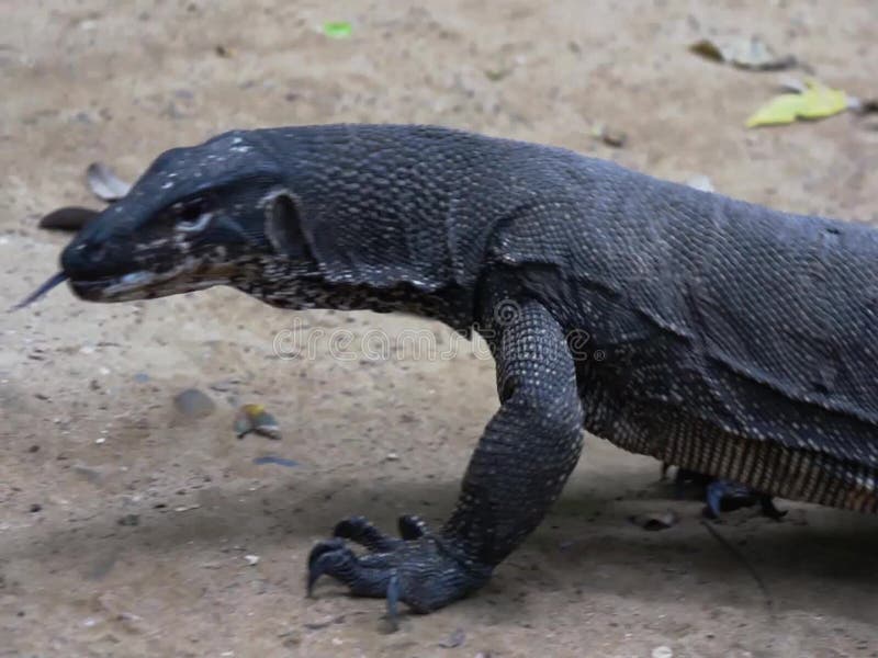 Monitor Lizard in Jungle on Island Palawan. Stock Video - Video of ...