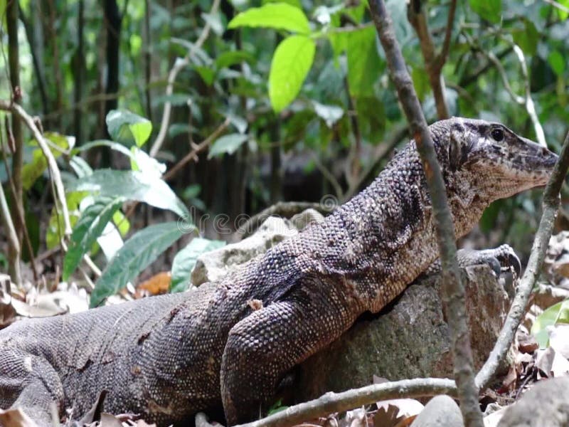Monitor Lizard in Jungle on Island Palawan. Stock Video - Video of ...