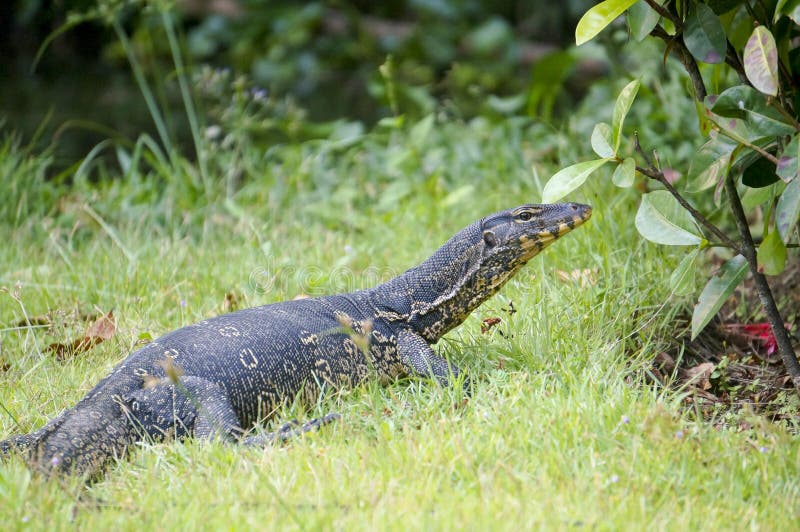 A Monitor Lizard in the Jungle in Thailand Stock Photo - Image of ...
