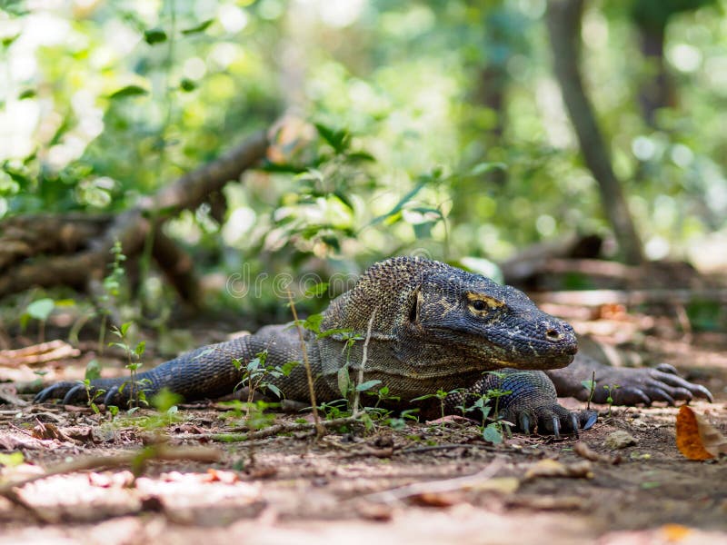 Monitor Lizard on Komodo Island, Indonesia. Stock Image - Image of ...