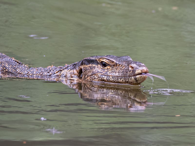 Monitor lizard in the lake stock photo. Image of claw - 320301660