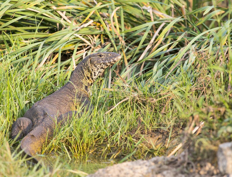 Monitor Lizard Looking Back Stock Photo - Image of lizard, waran: 36501280