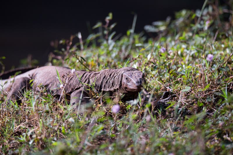 Monitor Lizard Looking At The Camera, Stock Photo - Image of looks ...