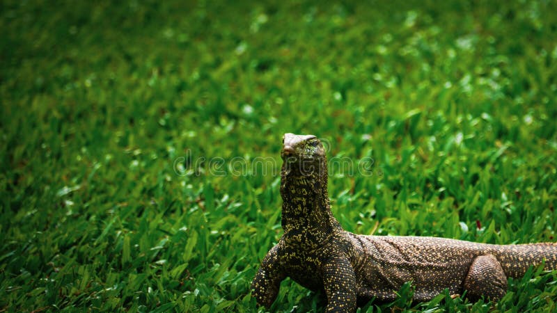 Monitor Lizard Looking Straight Stock Image - Image of looking, lizard ...