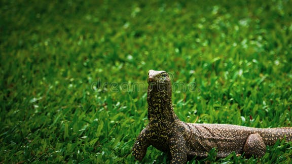 Monitor Lizard Looking Straight Stock Image - Image of looking, lizard ...
