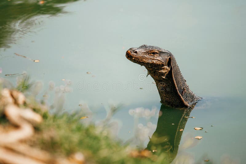 Monitor Lizard in Lumphini Park, Bangkok, Thailand Stock Image - Image ...