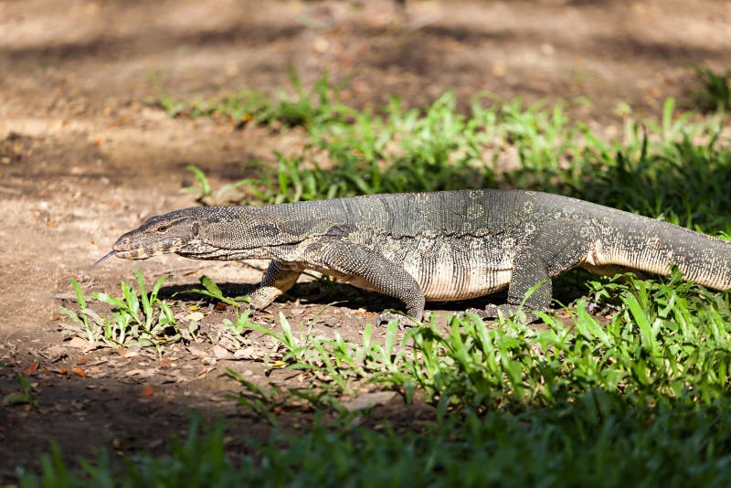 Monitor lizard stock photo. Image of landmark, tourism - 60512686