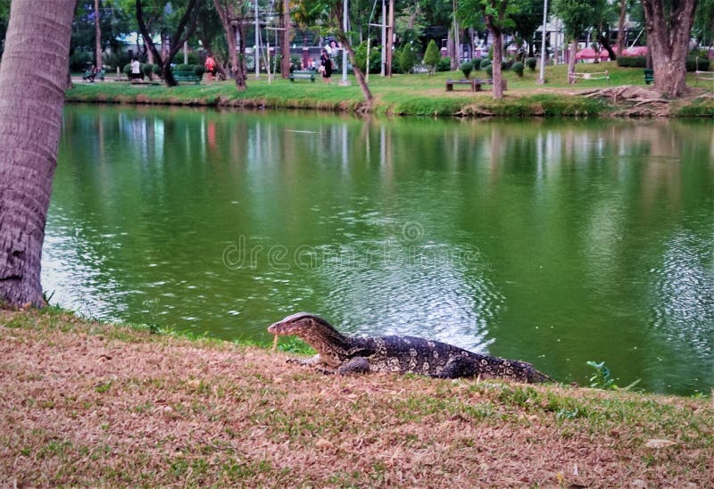 Monitor Lizard in Lumpini Park, Bangkok Stock Image - Image of reptile ...