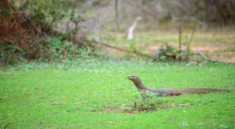 Monitor Lizard Lying on the Green Grass with Its Head Raised Stock ...