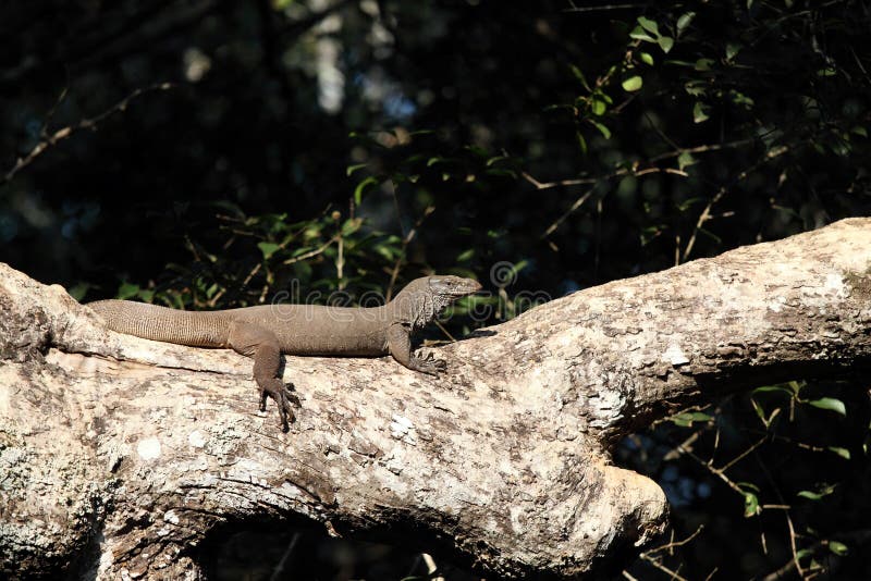 Monitor Lizard Lying on the Tree Trunk Stock Image - Image of trunk ...