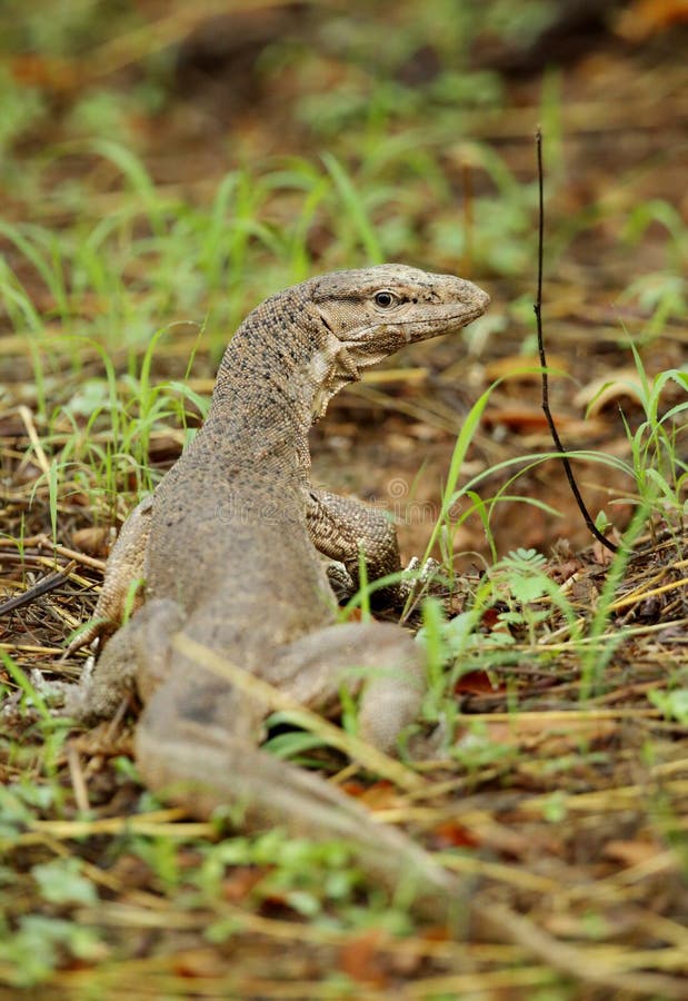 Monitor Lizard stock photo. Image of sawai, animalia - 83544414