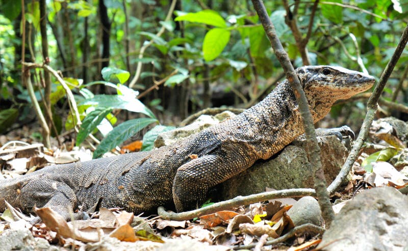 Monitor Lizard Moves in the Jungle . Philippines Stock Photo - Image of ...