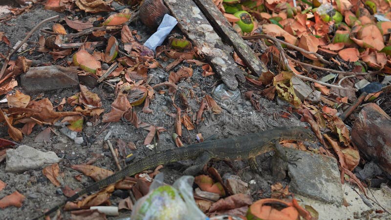 Monitor Lizard in Tropical Forest with Fallen Leaves and Debris Stock ...