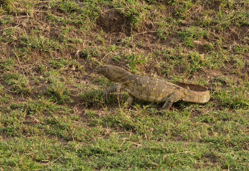 Monitor Lizard Moving on the Grass at Masai Mara, Kenya Stock Photo ...