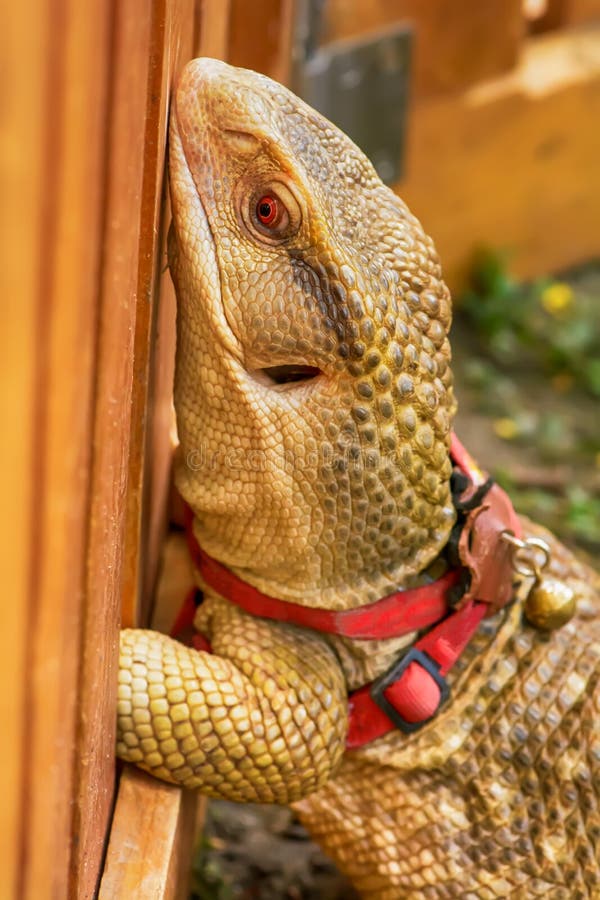 Water Monitor or Varanus Salvator is a Large Lizard. Stock Photo ...