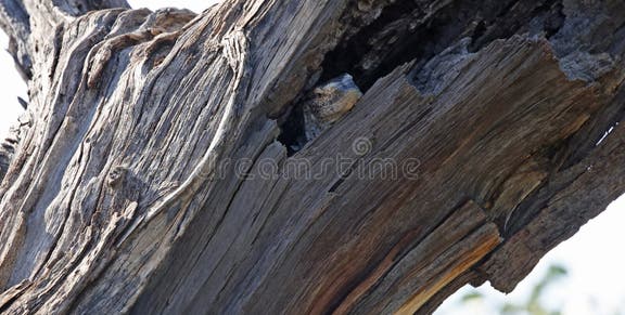 Monitor Lizard Peering Out of a Hole in a Tree Stock Image - Image of ...