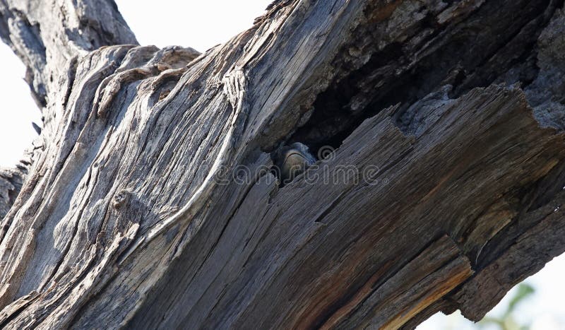 Monitor Lizard Peering Out of a Hole in a Tree Stock Image - Image of ...