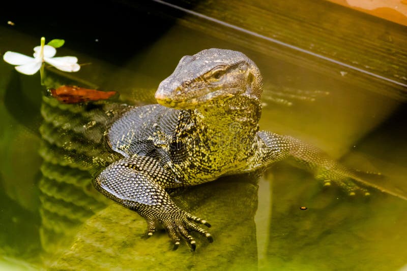 Monitor lizard at the pool stock photo. Image of herpetology - 68469454