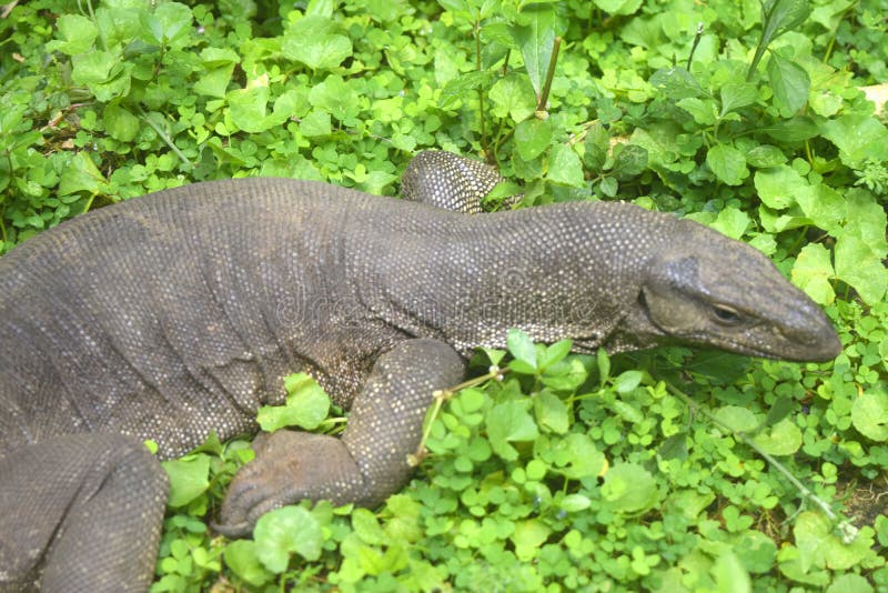 Monitor Lizard in Relaxing Evening Time Stock Image - Image of reptile ...