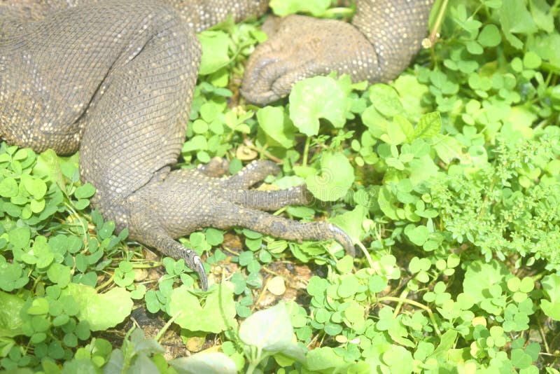 Monitor Lizard in Relaxing Evening Time Stock Photo - Image of animal ...