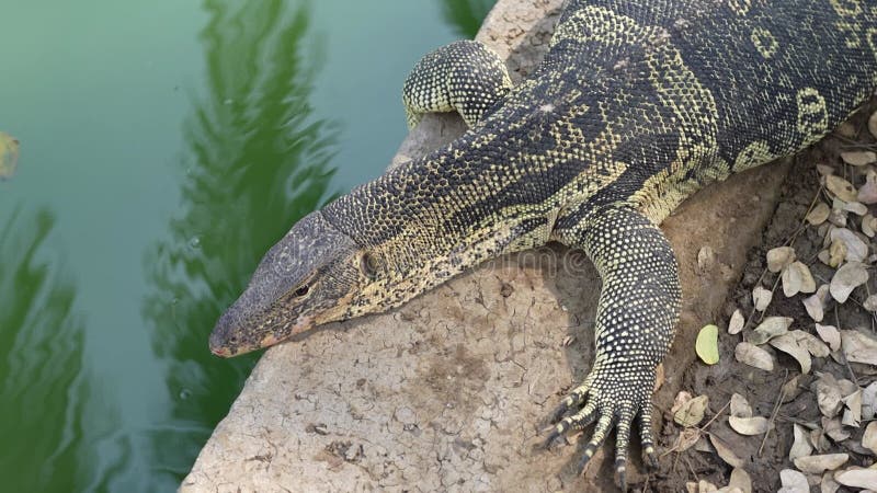 Monitor lizard resting stock video. Video of reptile - 206754499