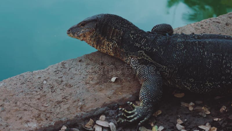 Monitor Lizard is Walking in the Park. Stock Footage - Video of ...