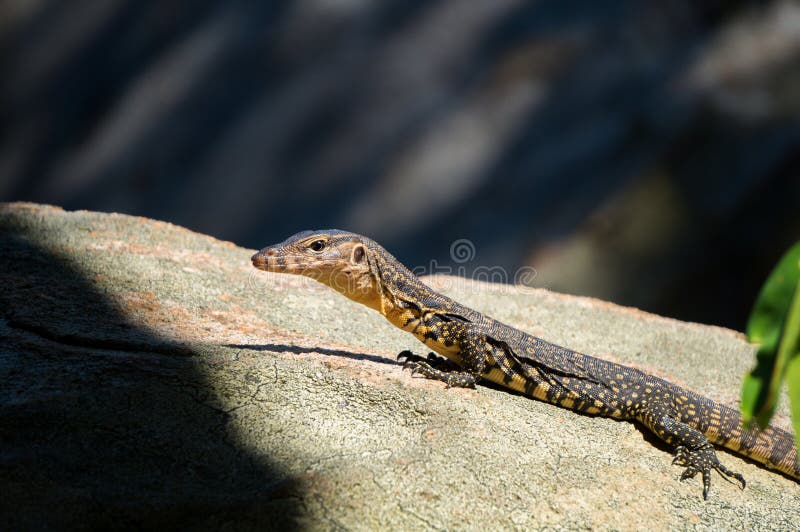 Monitor lizard stock image. Image of ground, animal, reptile - 94205727