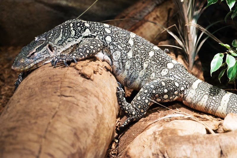 Ornate Monitor (Varanus Ornatus) Stock Photo - Image of monitor, lizard ...