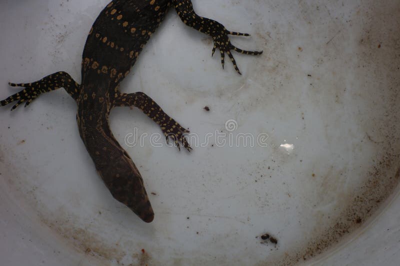 Monitor lizard s stock photo. Image of soil, wildlife - 278301066