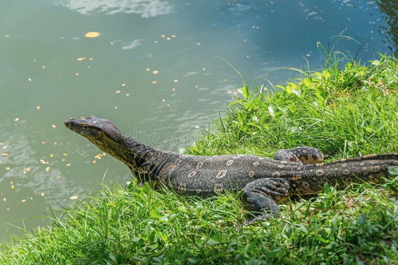 Monitor Lizard on the Shore of a Pond in a City Park in Thailand Stock ...