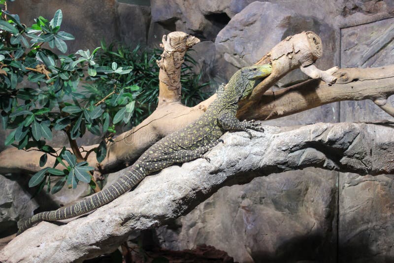 A Monitor Lizard Sits in a Cave on the Stones and Stares Intently at ...