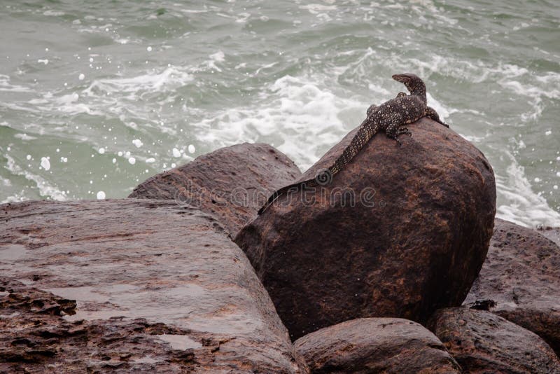 Monitor lizard stock photo. Image of stone, komodoensis - 72987418
