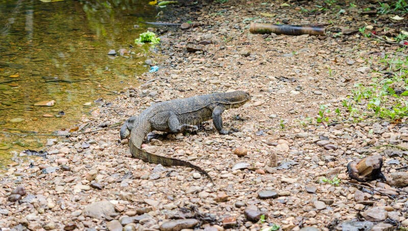 Monitor Lizard in Sumatra, Indonesia Stock Image - Image of leuser ...
