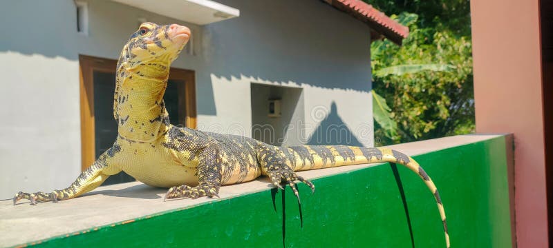 The Monitor Lizard Sun Bathing Stock Image - Image of monitor, lizard ...