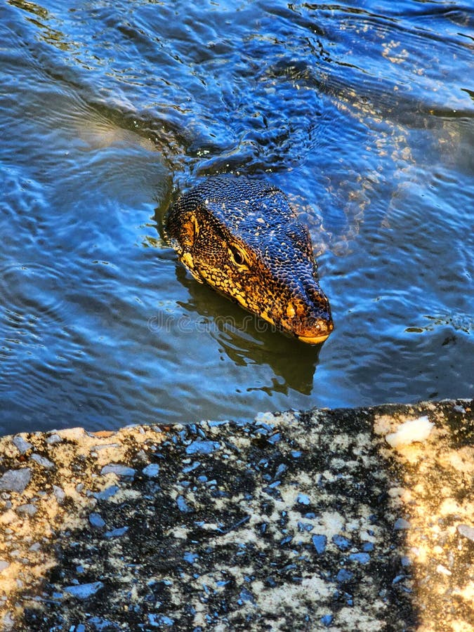 Monitor Lizard Swimming in a Pool. Stock Photo - Image of swimming ...