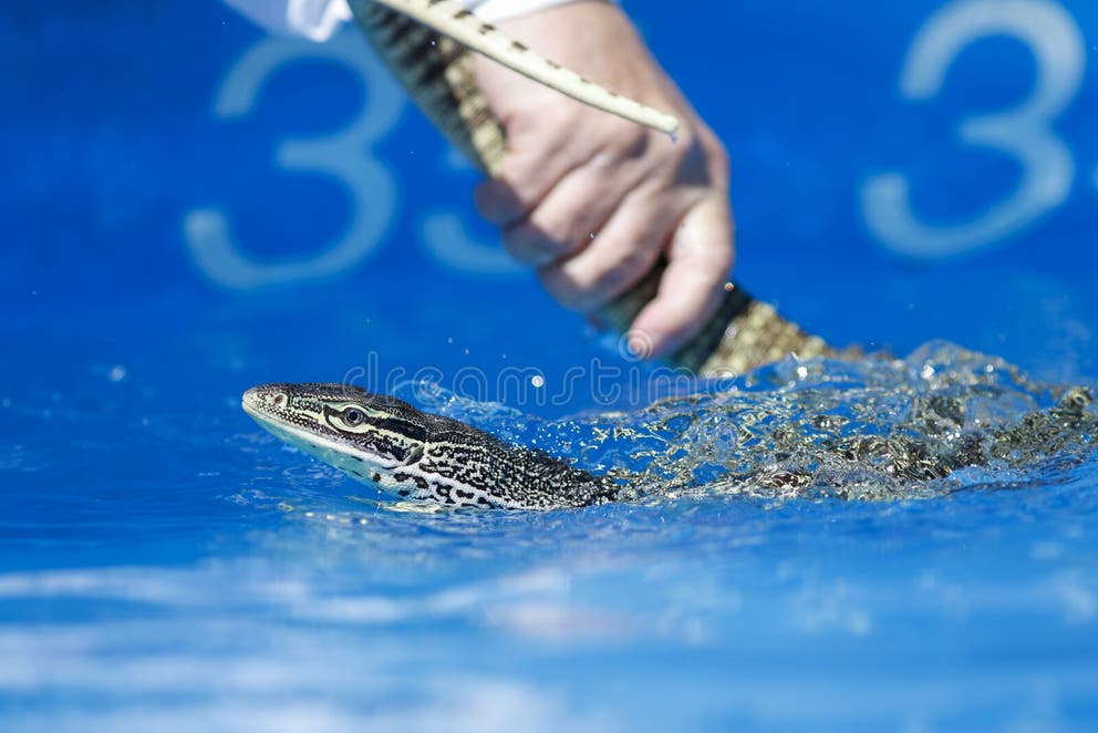 Monitor Lizard at a Swimming Pool Stock Photo - Image of blooded ...